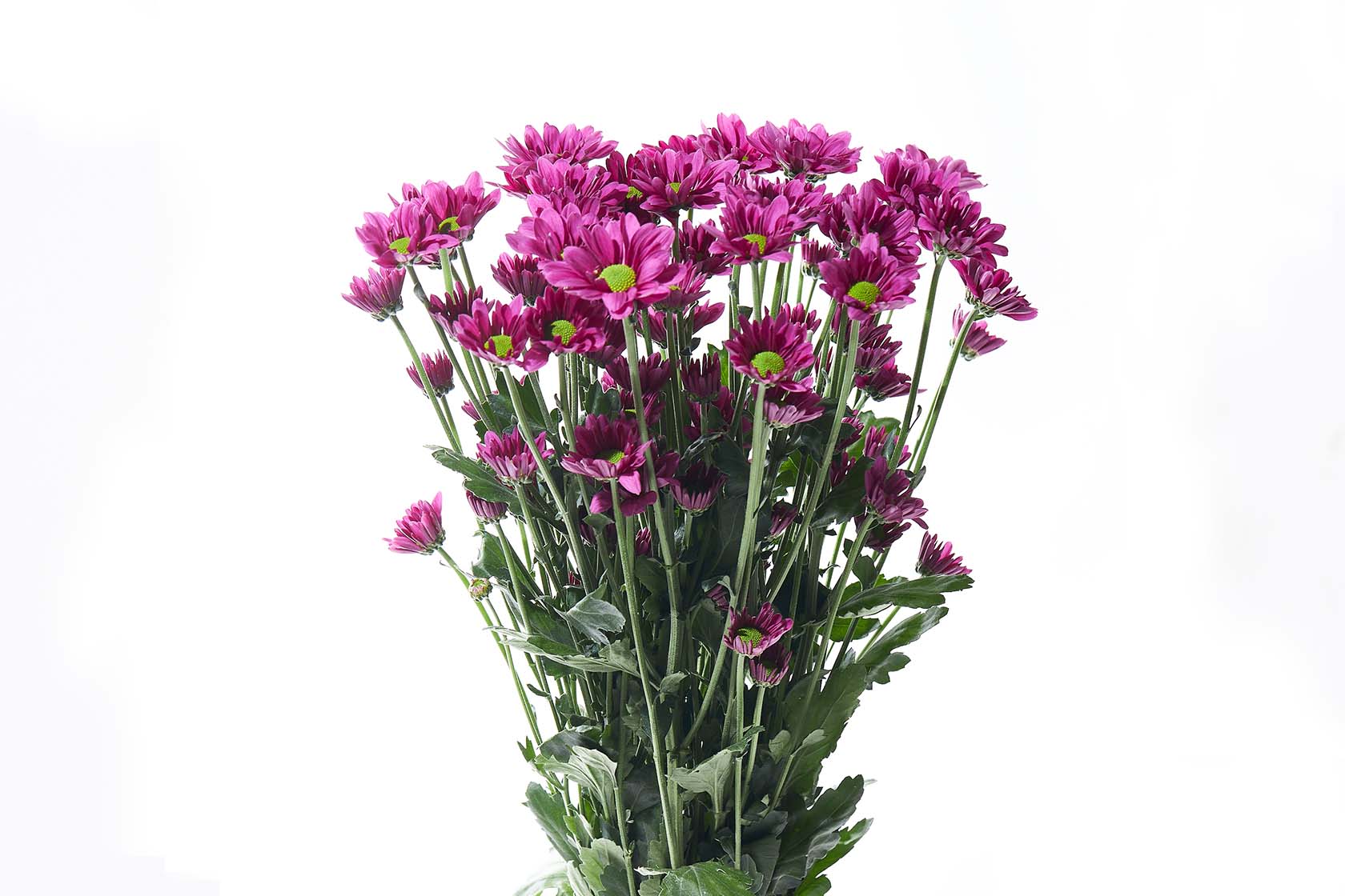 Memphis – Silvestres Flowers